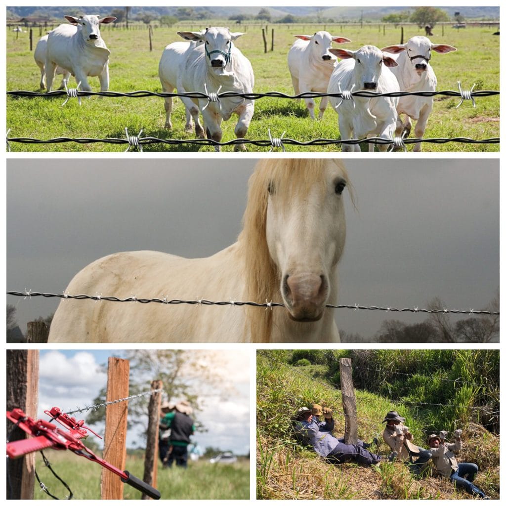 Agricultura y Ganadería | Agrofácil